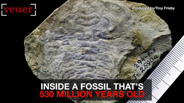 Fossil found in Nevada cave holds clues of ancient horse Fossil found in Nevada cave holds clues of ancient horse