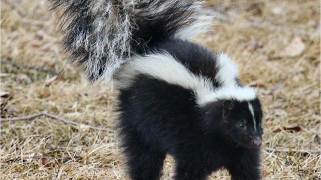 How To Keep Skunks Raccoons And Other Critters Away From Your Home