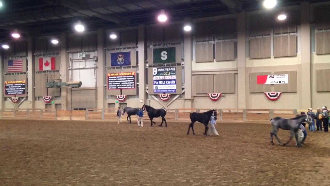Draft horses strut at MSU show Draft horses strut at MSU show
